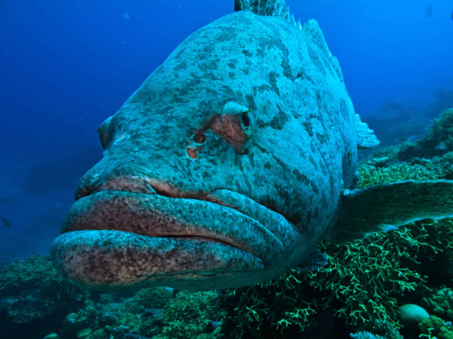 14 Fish with Big Lips (Photos and the Best Ones for Your Tank) - A-Z ...