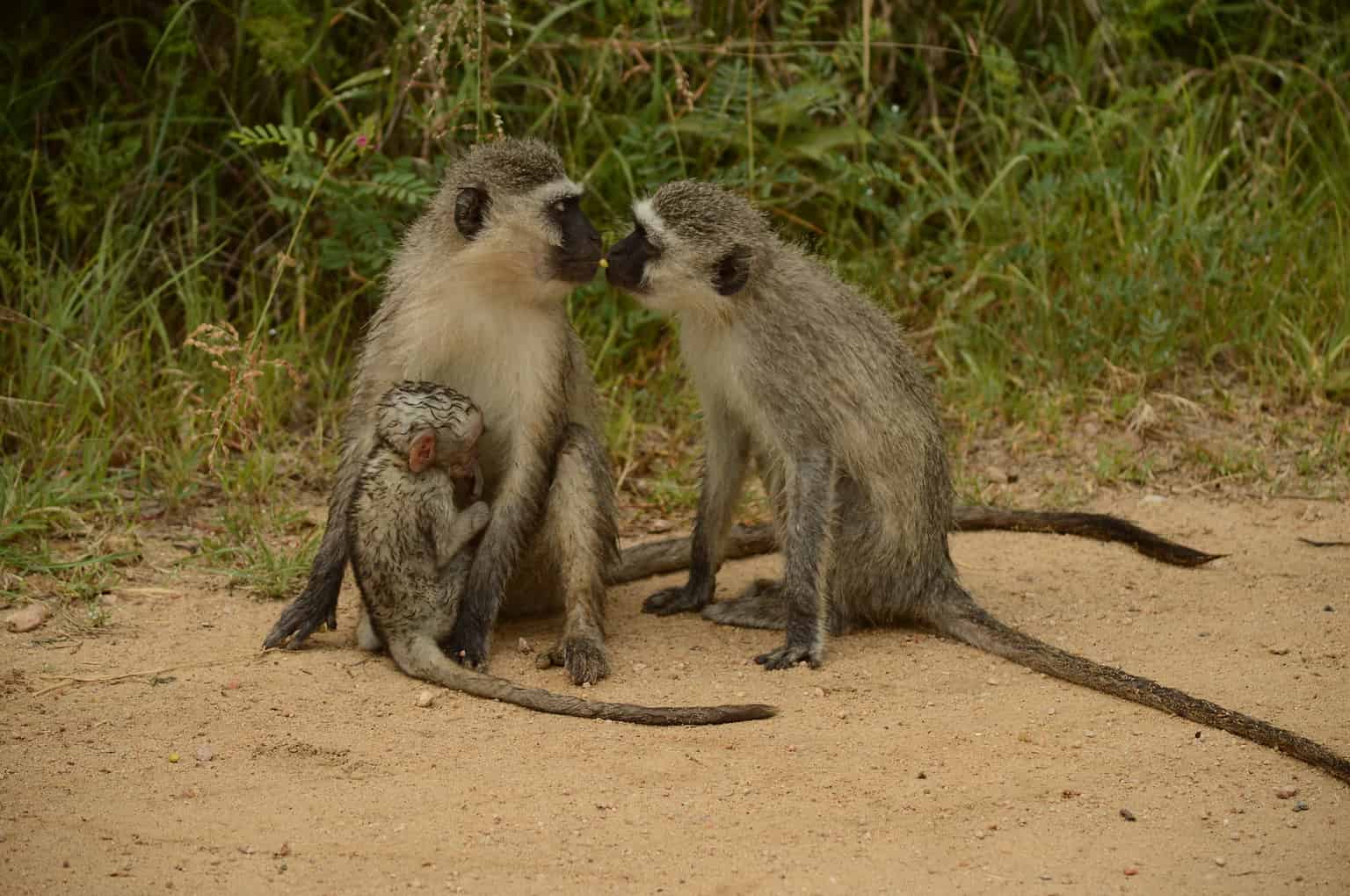 Monkeys Kissing: Why Do They Do This? (With Pictures!) - A-Z Animals