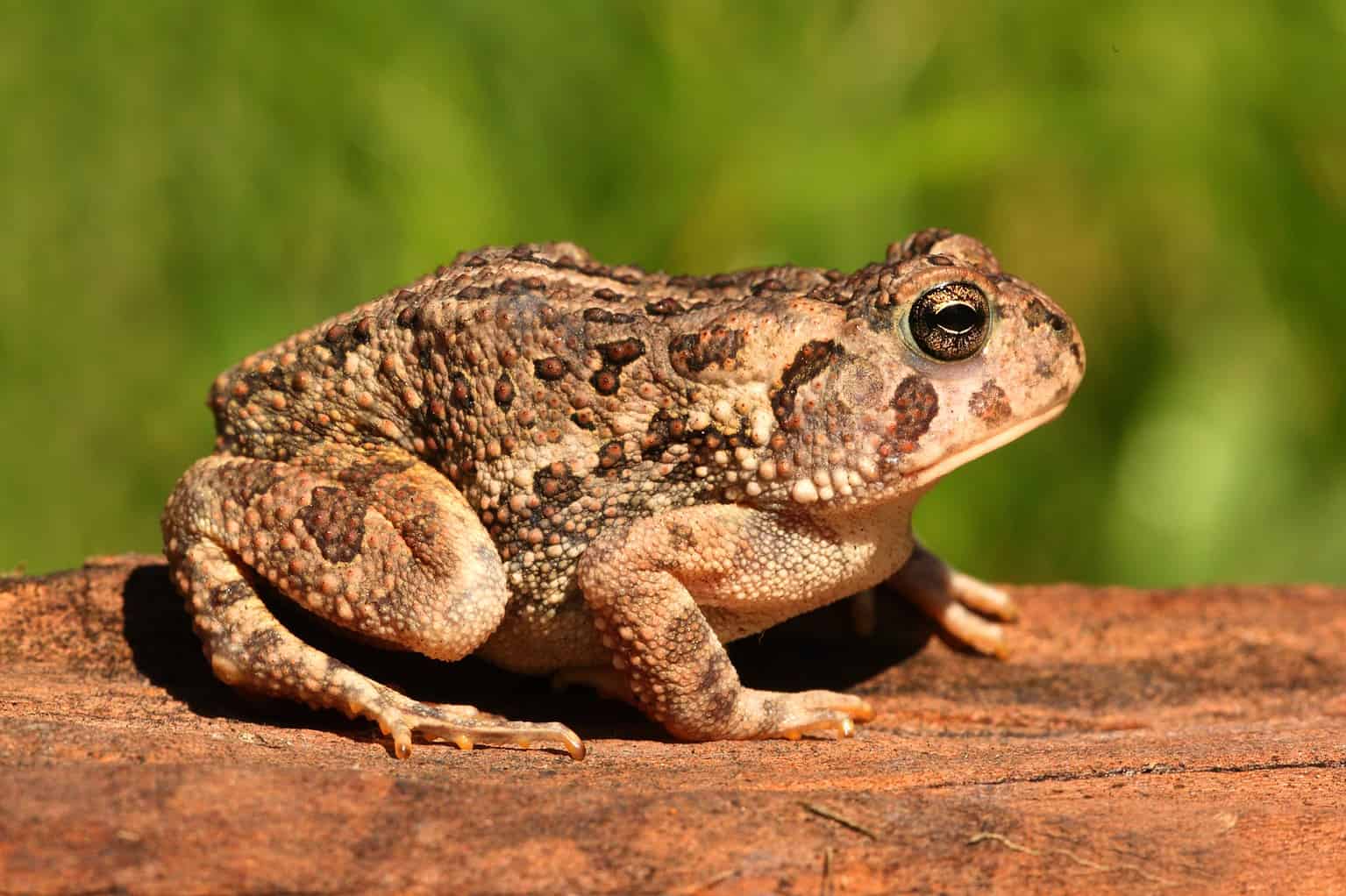 Fowler's Toad: Lifespan, Size, Appearance, and More! - A-Z Animals
