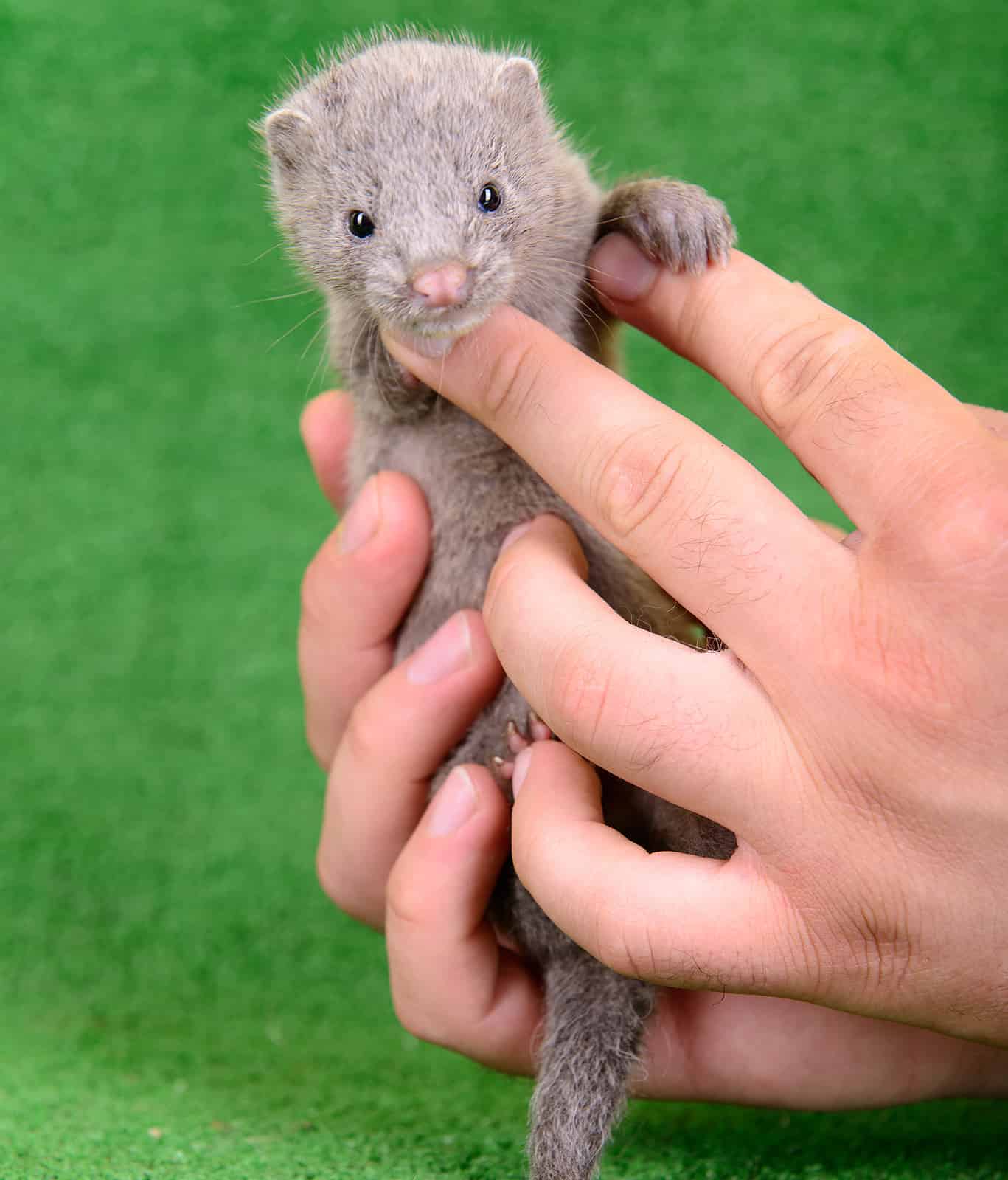 Baby Mink: 10 Adorable Pictures and 9 Incredible Facts - A-Z Animals