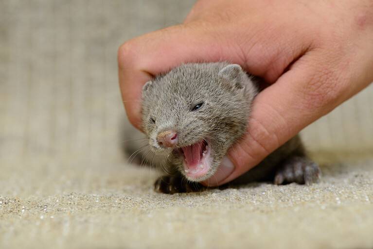 Baby Mink: 10 Adorable Pictures and 9 Incredible Facts - A-Z Animals
