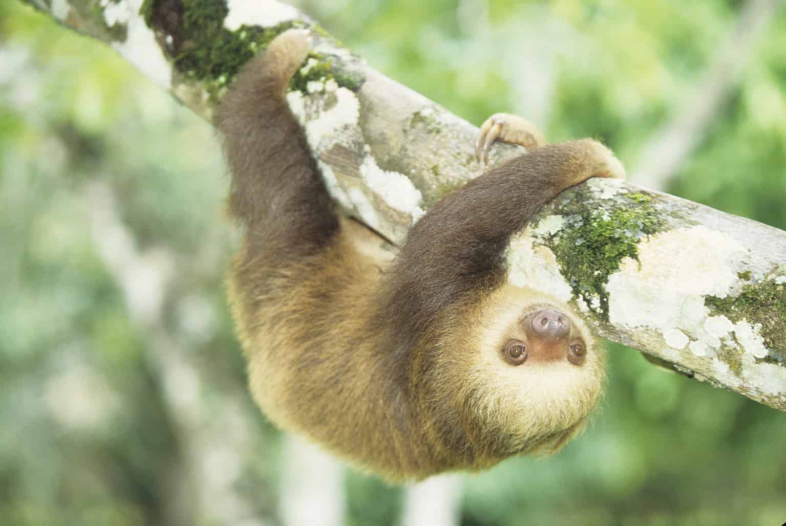 The 400 Most Fitting and Clever Sloth Names - A-Z Animals