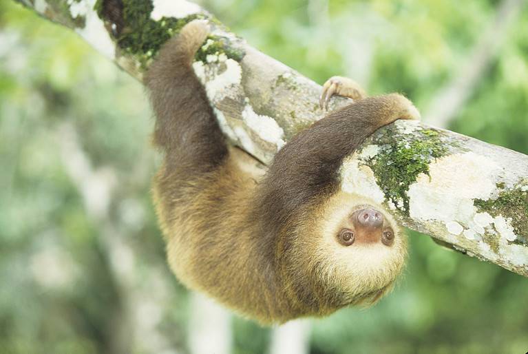 The 400 Most Fitting and Clever Sloth Names - A-Z Animals