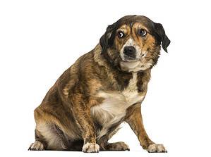 12 Signs of Stress in Dogs and How to Help - A-Z Animals