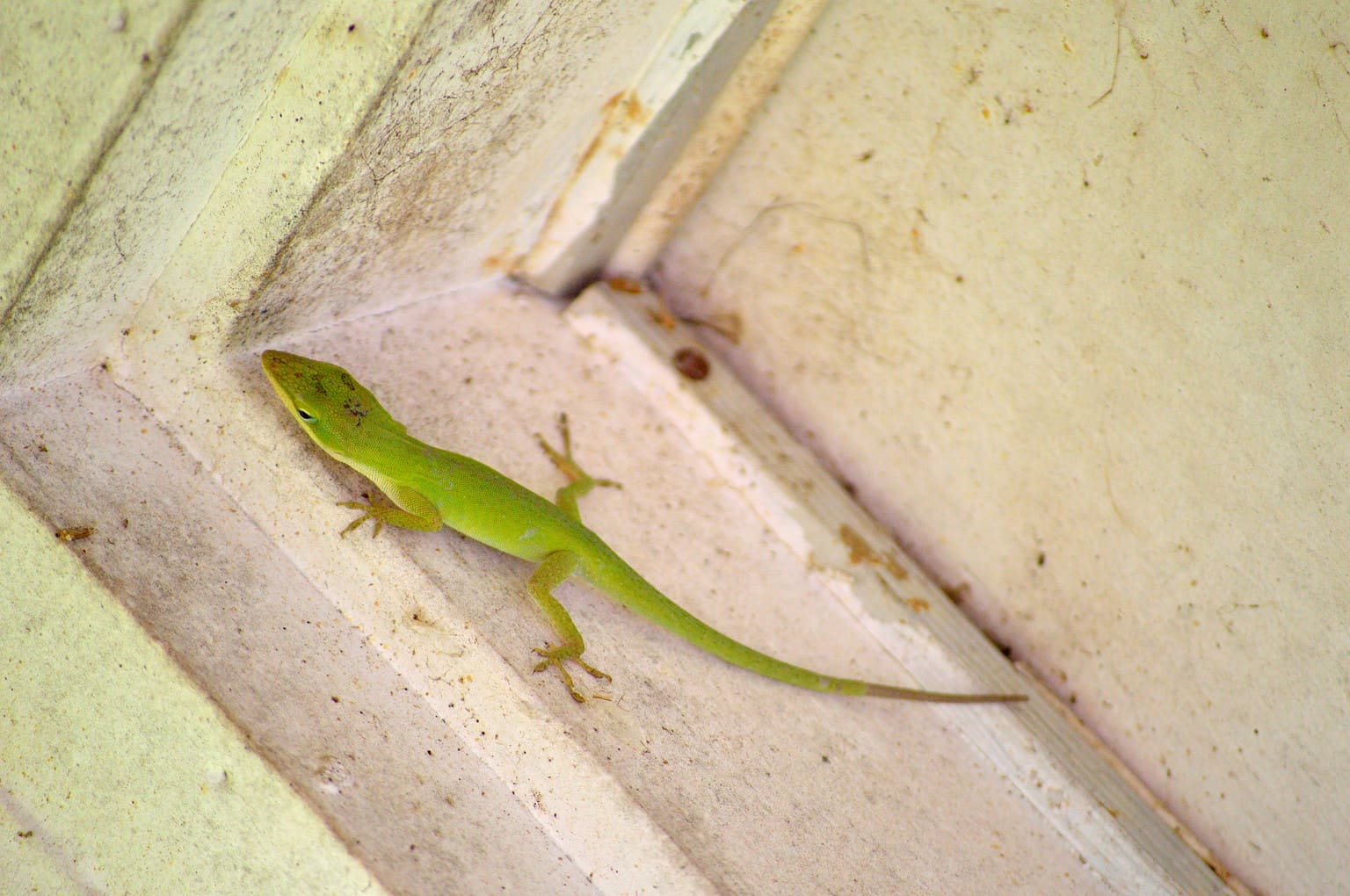 Pirate Lizards Thrive with Three Legs, Surprising Scientists - A-Z Animals
