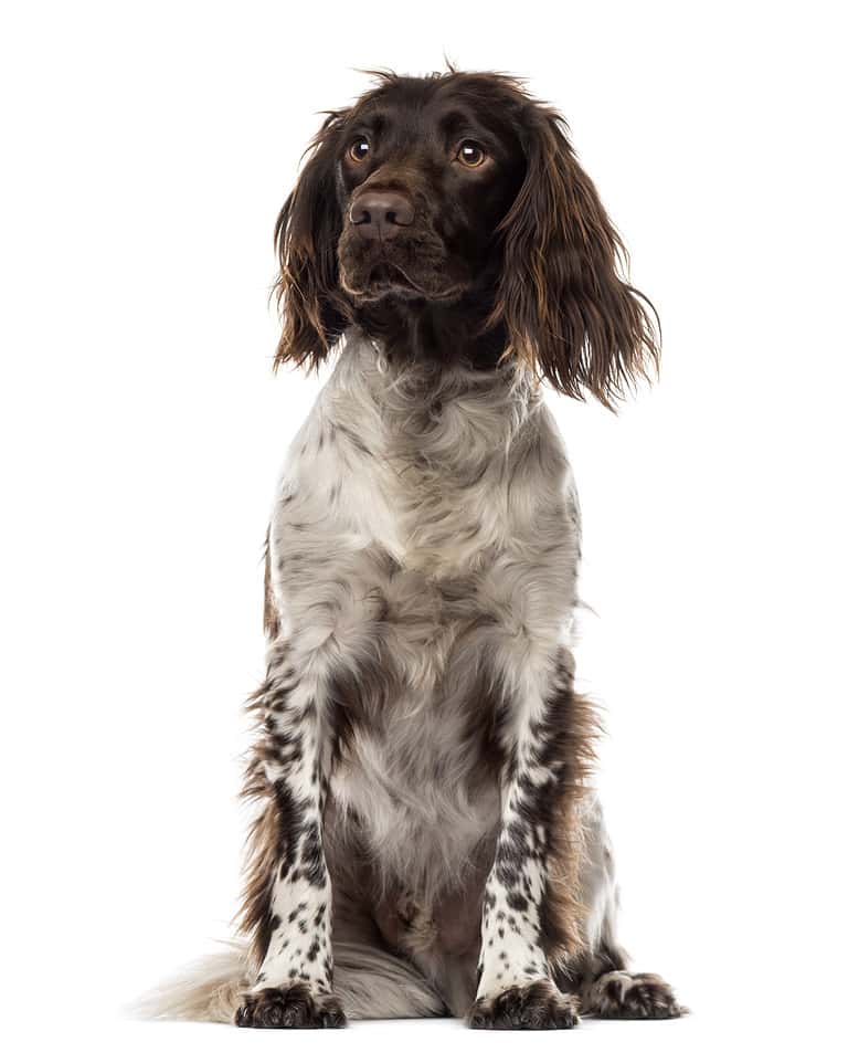 Brittany Spaniel Colors: Rarest to Most Common - A-Z Animals