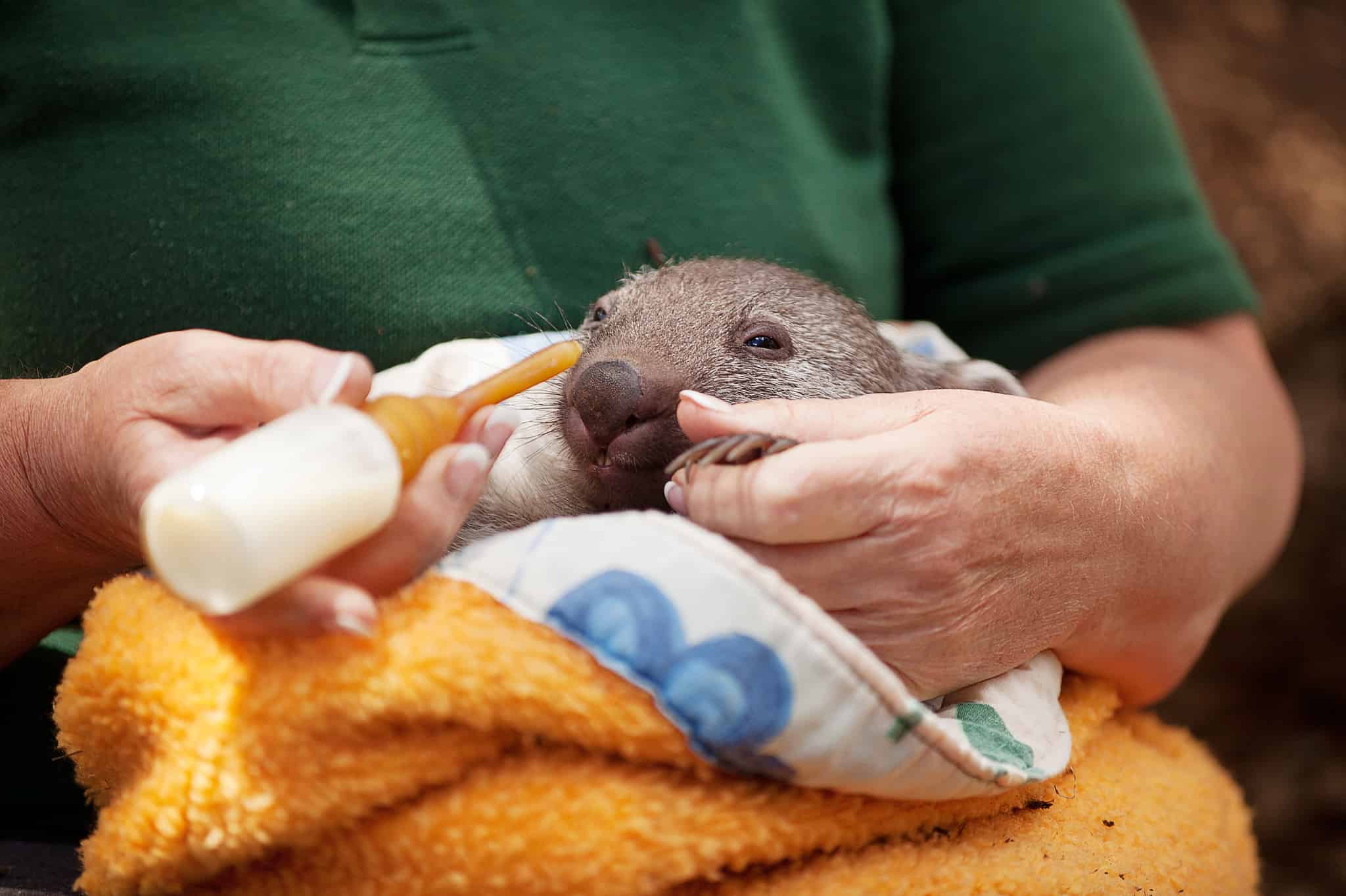 Baby Wombat: 10 Pictures and 10 Incredible Facts - A-Z Animals