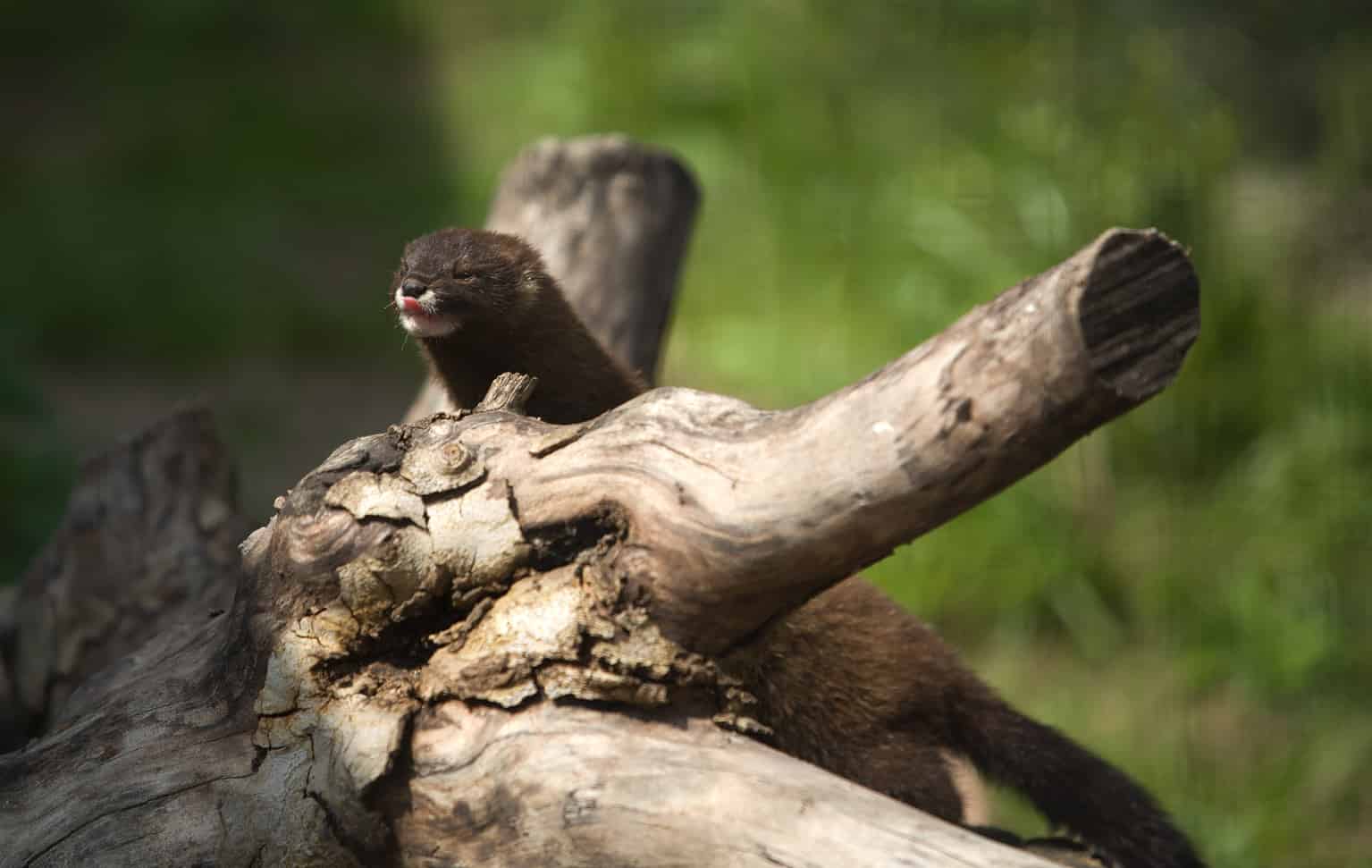 Baby Mink: 10 Adorable Pictures and 9 Incredible Facts - A-Z Animals