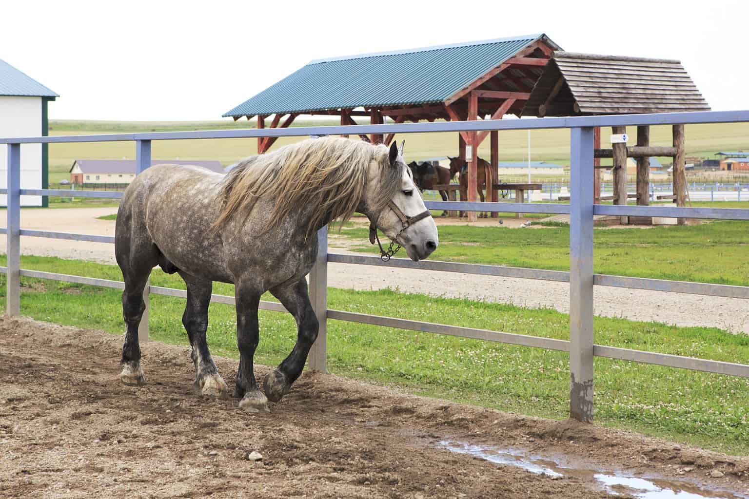 Percheron Horse Prices in 2024: Purchase Cost, Monthly Board, Food ...