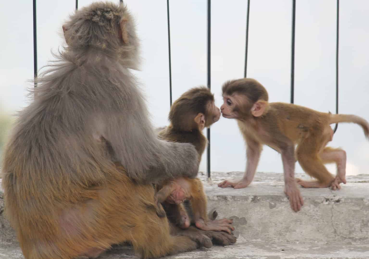 Baby Monkey: 5 Fascinating Facts and 5 Adorable Pictures - A-Z Animals