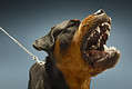 Breeds of Attack (Guard) Dogs For Defense - A-Z Animals