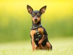 Miniature Pinscher Progression: Growth, Milestones, and Training