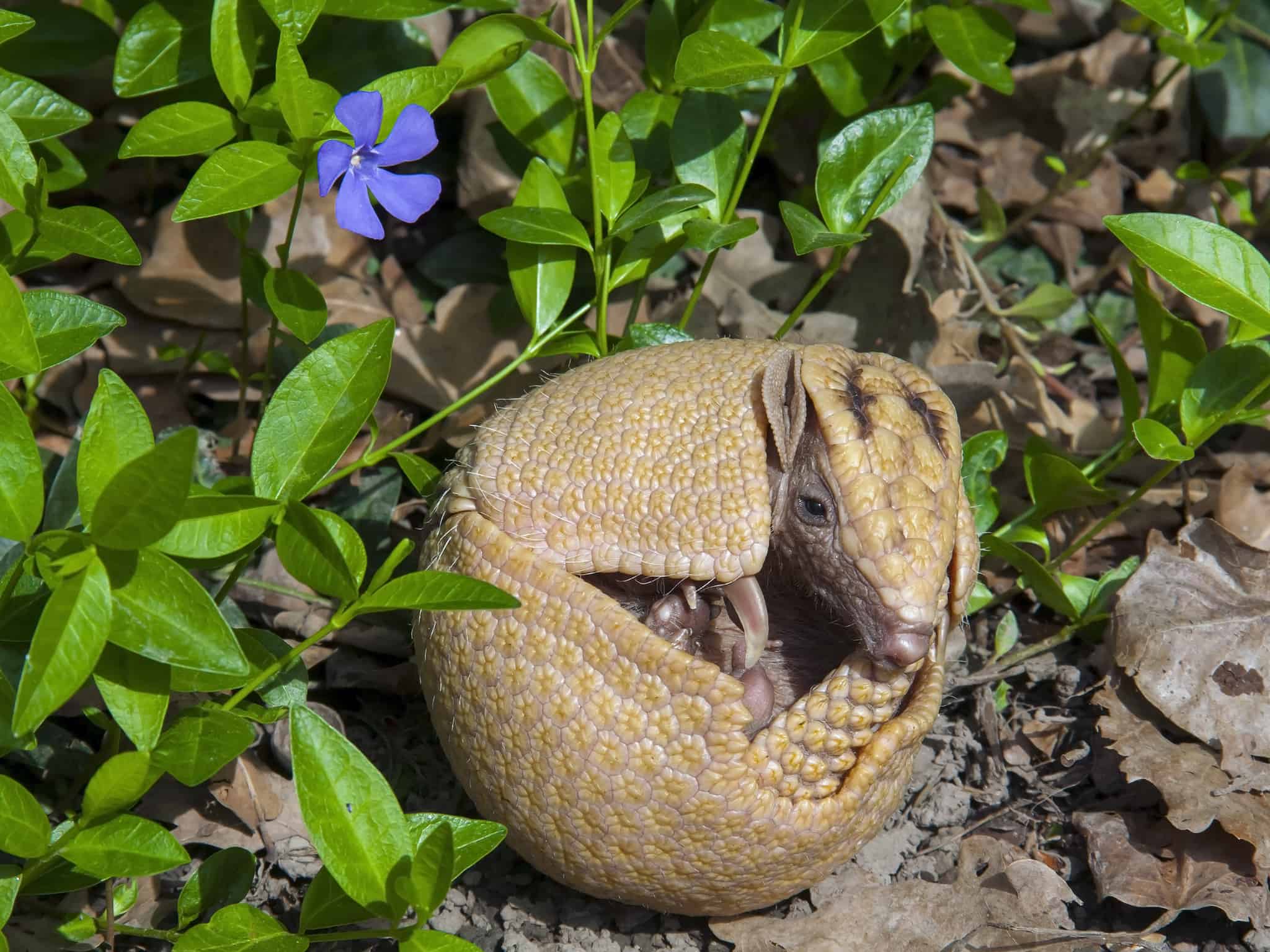 Baby Armadillo: 7 Pictures and 7 Amazing Facts - A-Z Animals