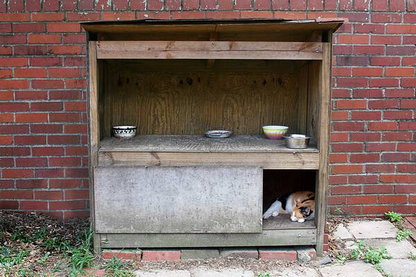 Do Coyotes Attack and Eat Cats? 5 Ways to Keep Your Cat Safe - A-Z Animals