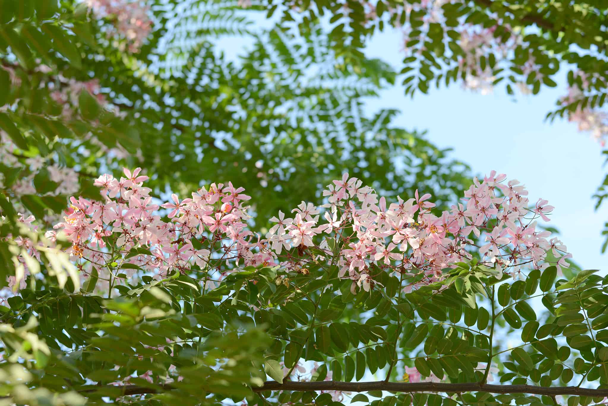 14 Beautiful Pink Flowering Trees in Florida - A-Z Animals
