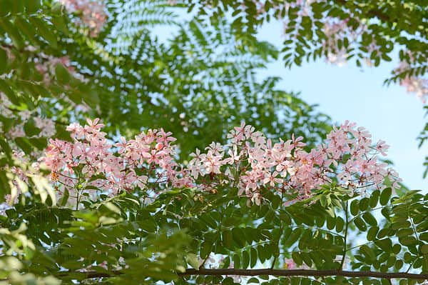 14 Beautiful Pink Flowering Trees in Florida - A-Z Animals