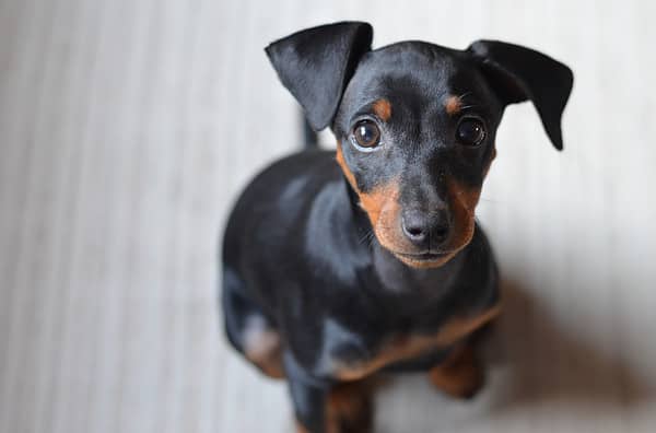 Miniature Pinscher Progression: Growth, Milestones, and Training