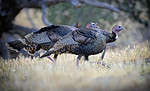 How Smart Are Turkeys? Everything We Know About Their Intelligence - A ...