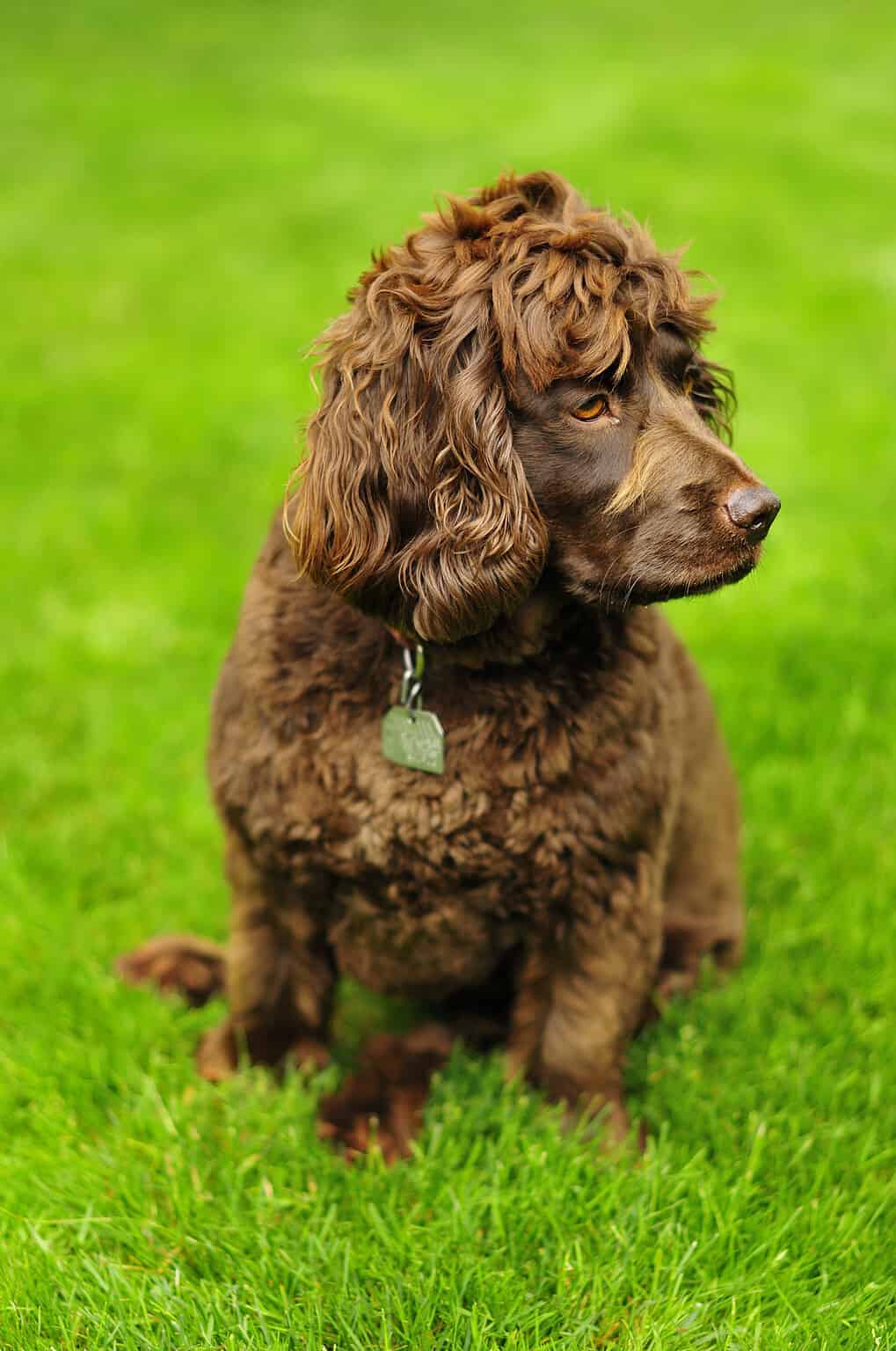 Boykin Spaniel Colors: Rarest to Most Common - A-Z Animals