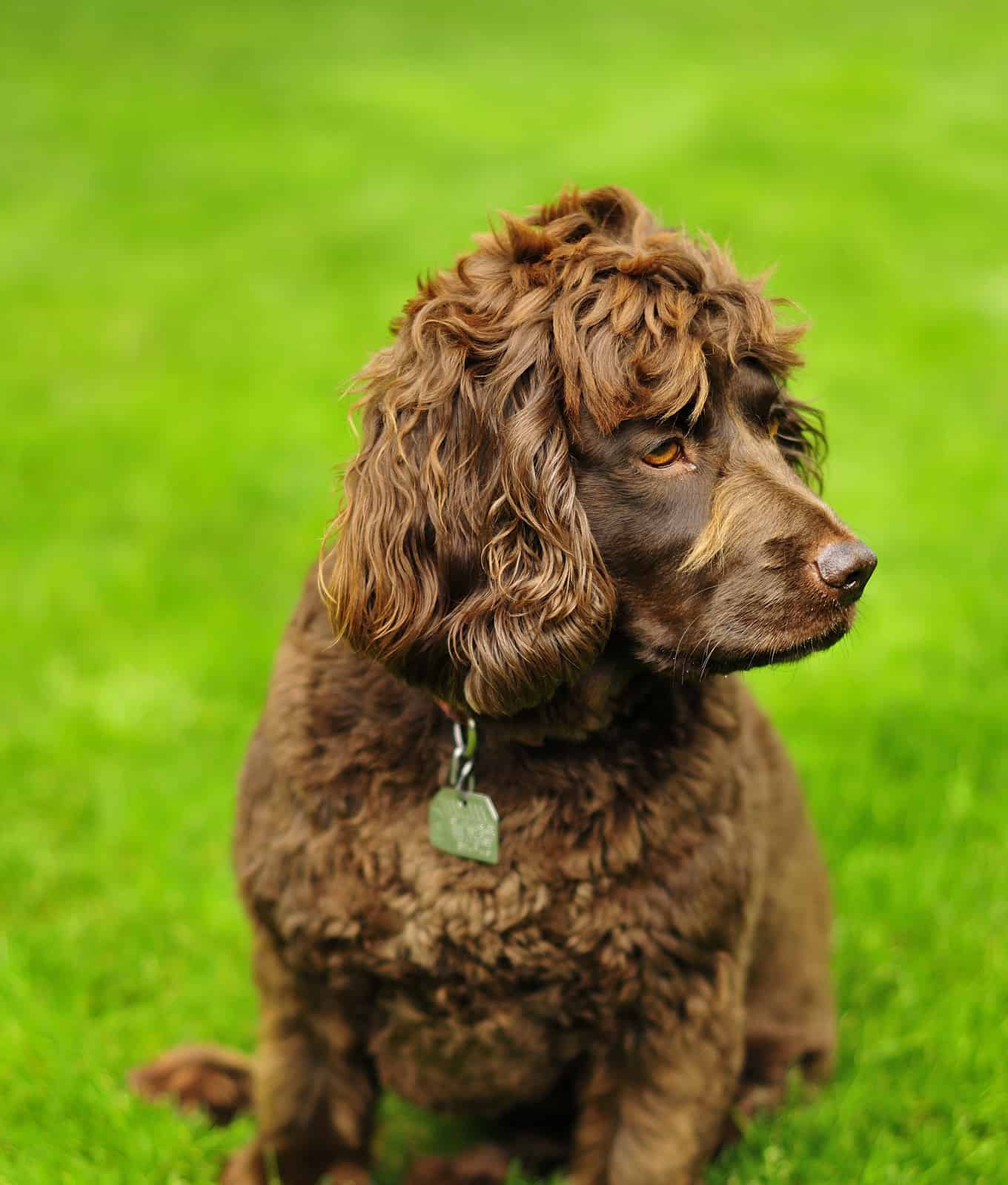 Boykin Spaniel Colors: Rarest to Most Common - A-Z Animals