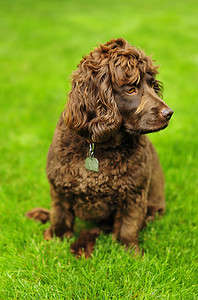 Boykin Spaniel Colors: Rarest to Most Common - A-Z Animals