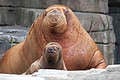 Discover the Top 12 Animals with the Longest Gestation Periods - A-Z ...