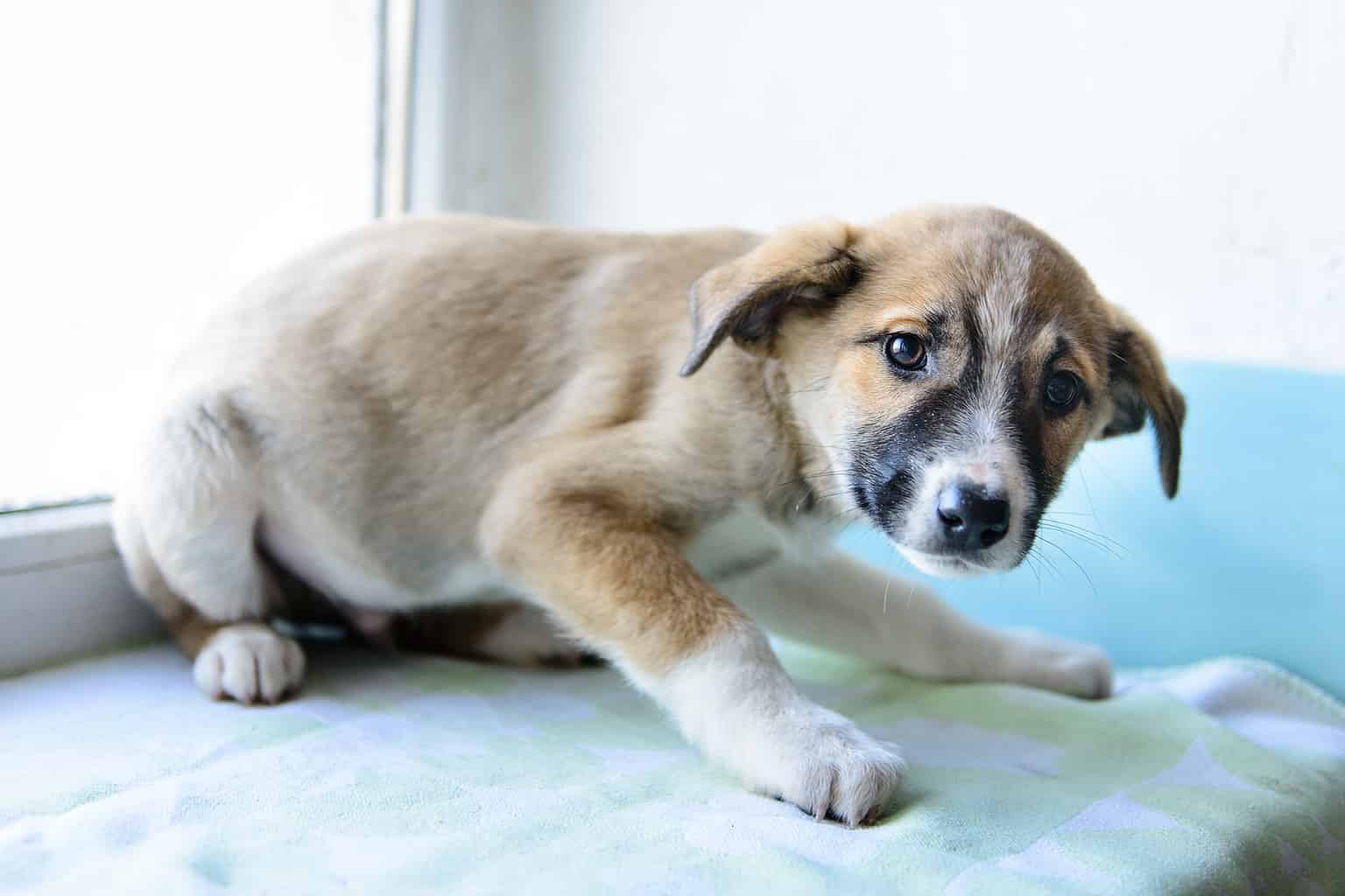 12 Signs of Stress in Dogs and How to Help - A-Z Animals