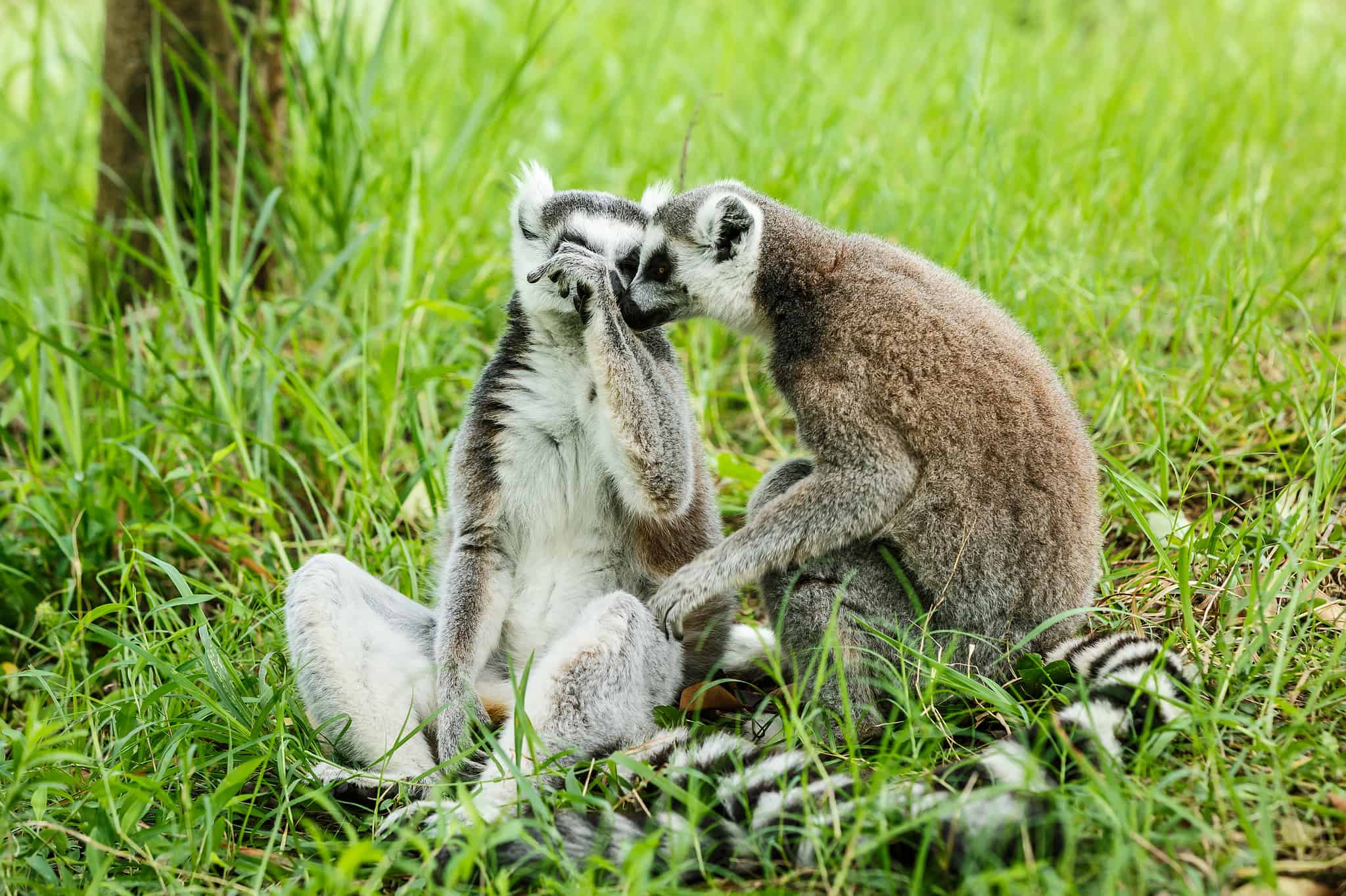 The Foul Flirting Method of Male Ring-Tailed Lemurs - A-Z Animals