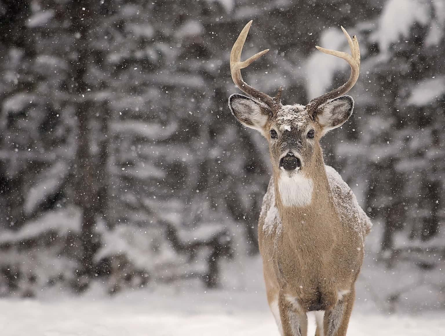 The Arkansas Deer Rut Is One of Nature’s Wildest Spectacles - A-Z Animals