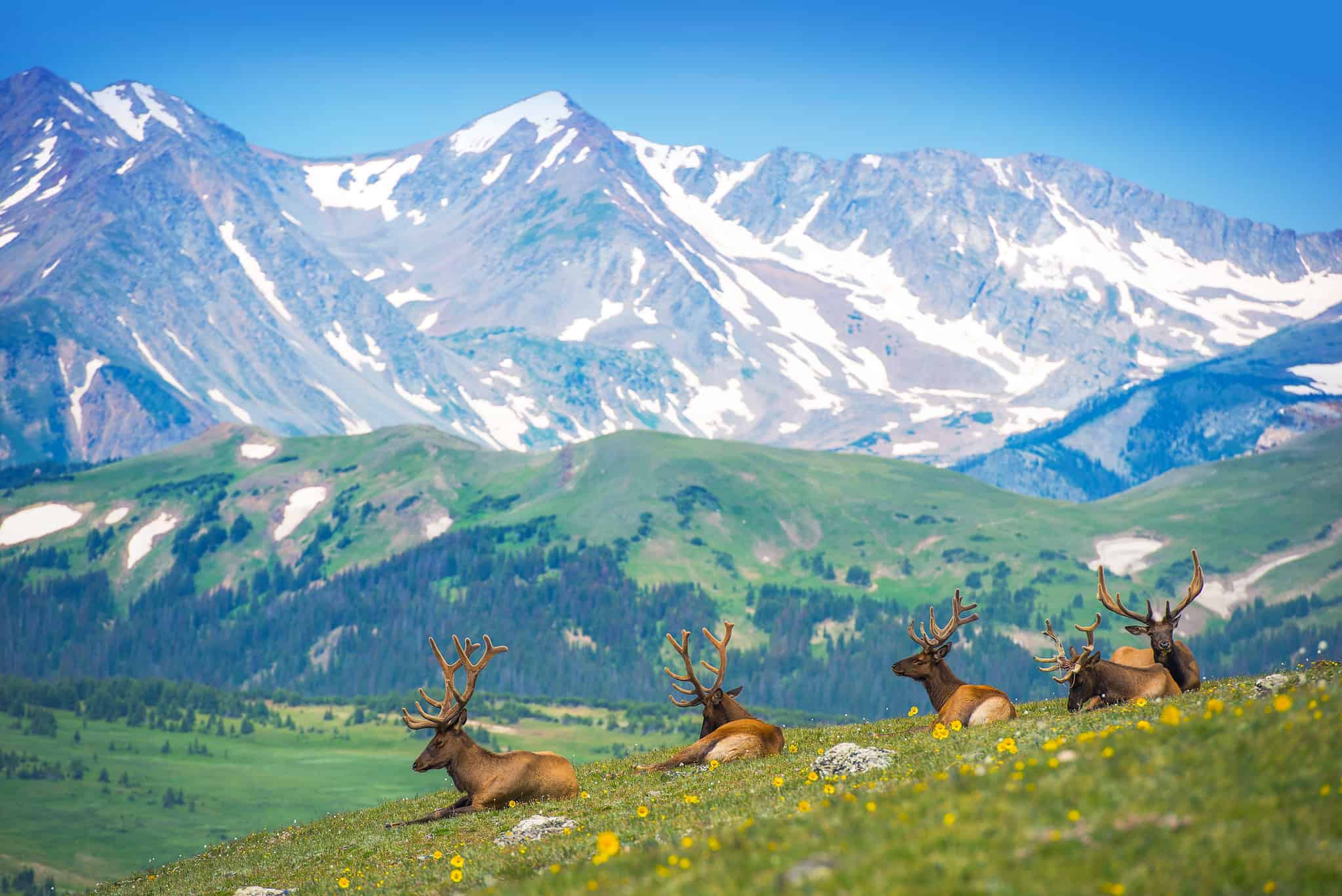The 5 Best Colorado Trails to See Moose and Elk in Their Natural ...