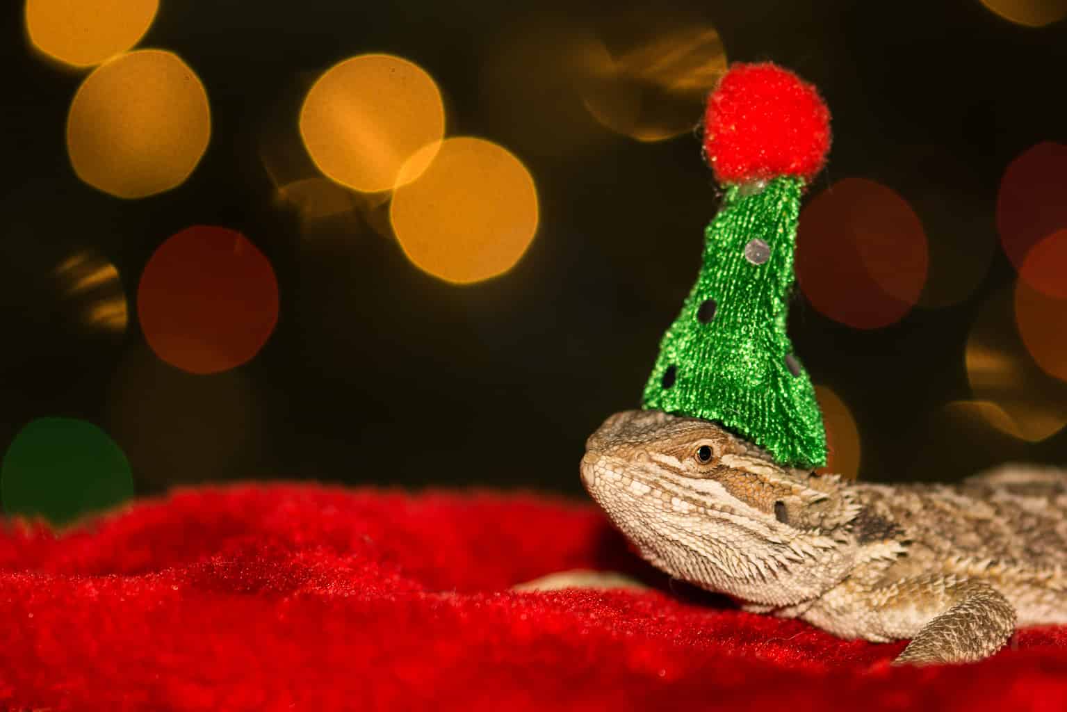 8 Common Reasons Your Bearded Dragon Is Puffing Up - A-Z Animals