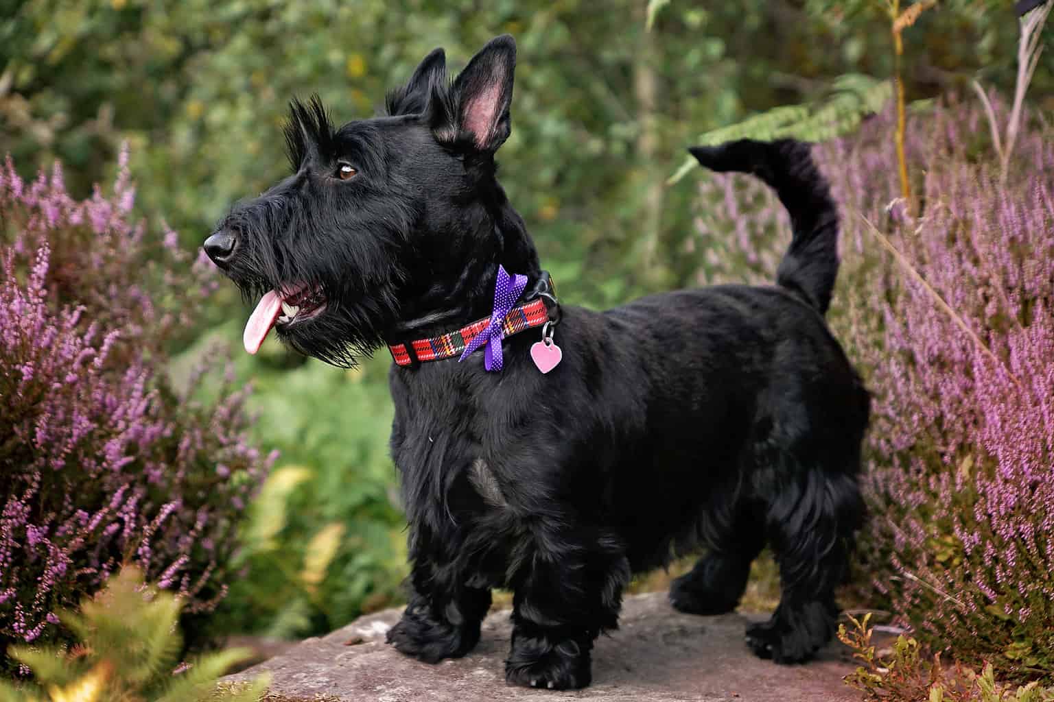 Scottish Terrier Progression: Growth Chart, Milestones, and Tips