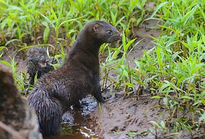 Here Are the Animals You Will Find in Isle Royale National Park - A-Z ...