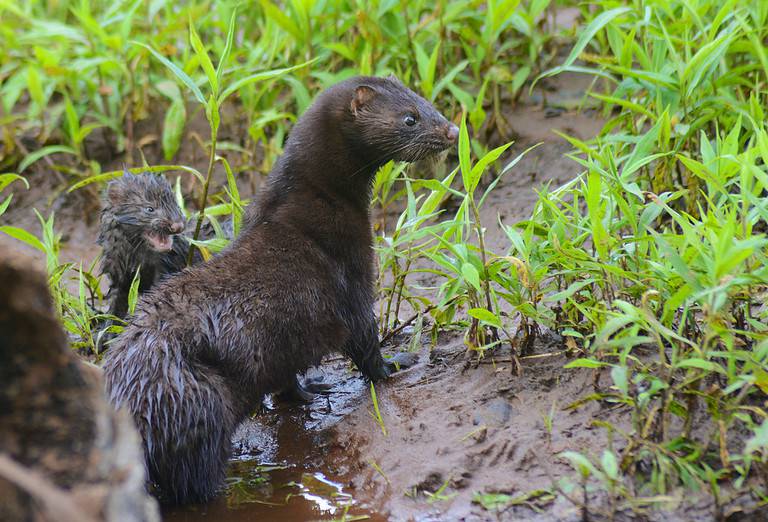 Learn About Mink in Ohio - History, Habitat, and More! - A-Z Animals