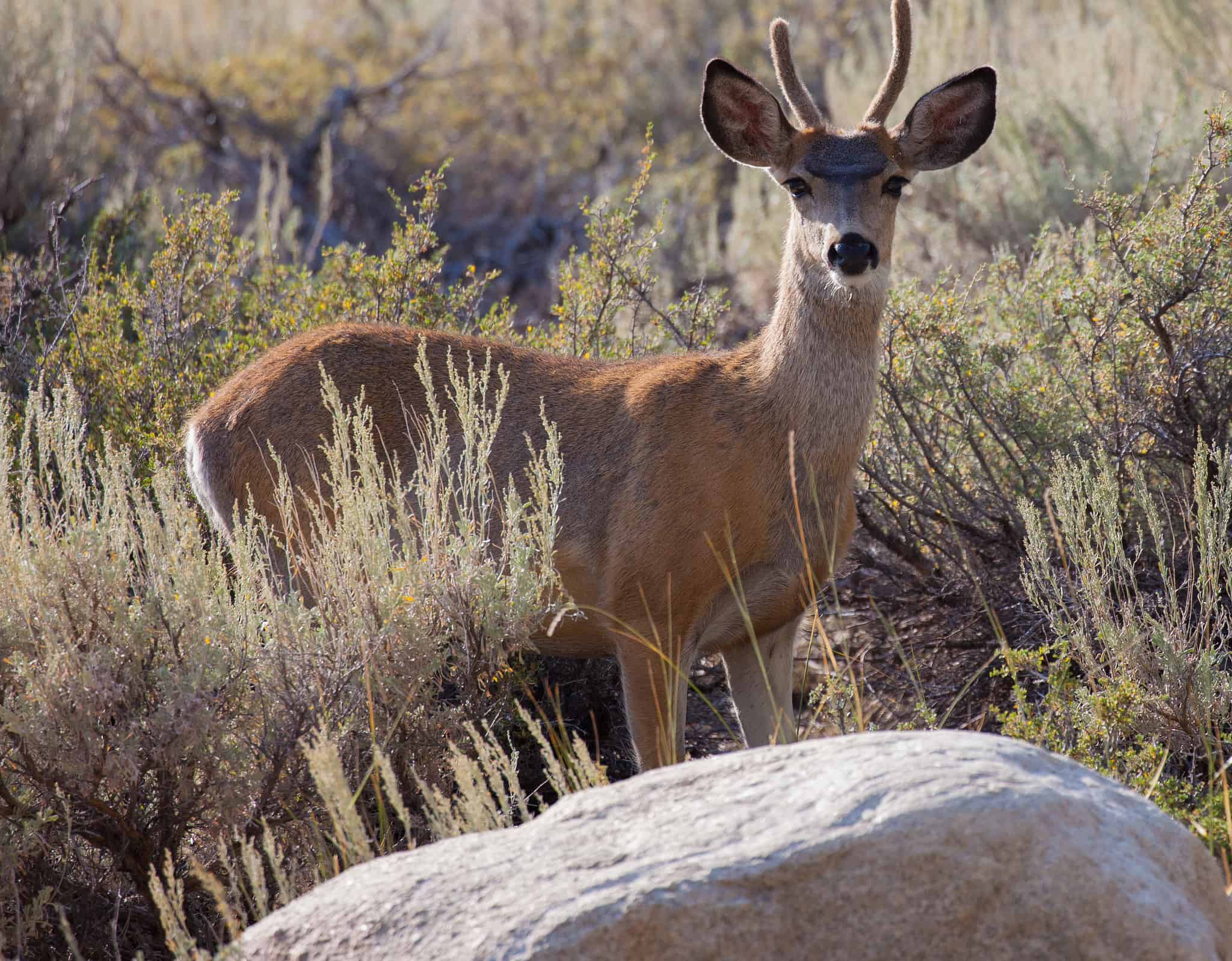 Everything You Need to Know About Animals in Sequoia National Park - A ...
