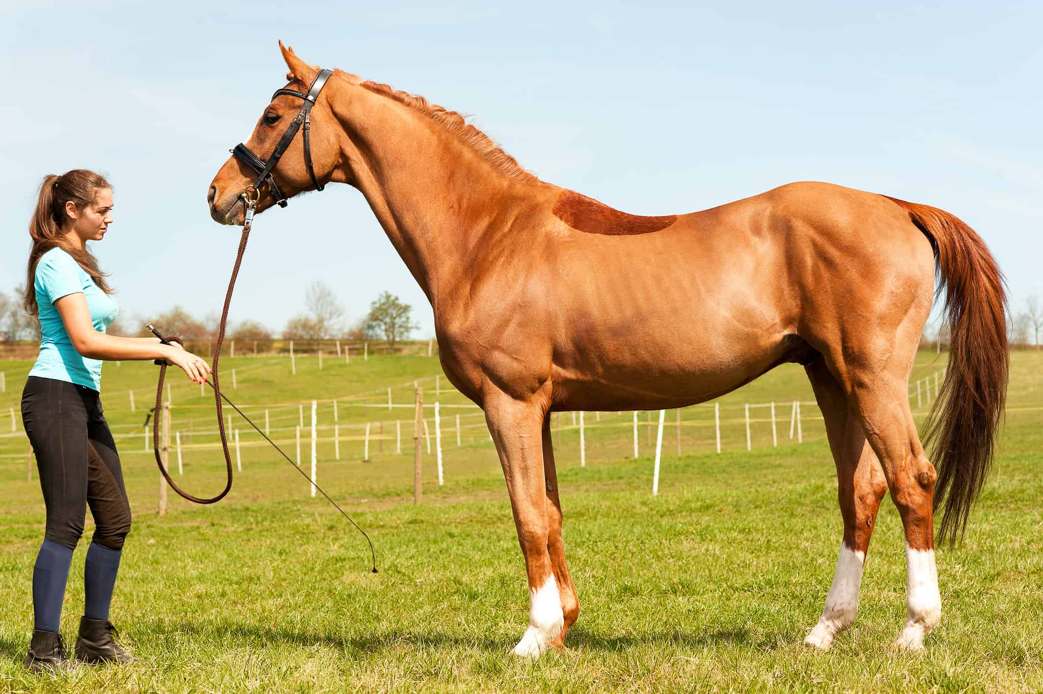 Tennessee Walking Horse Breed Guide: Height, Diet, and Characteristics ...