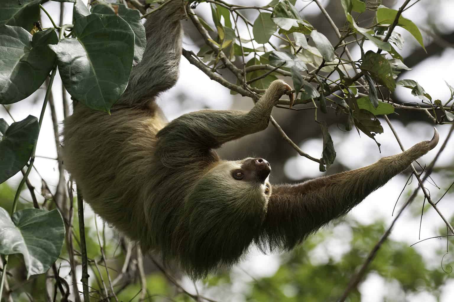 The 400 Most Fitting and Clever Sloth Names - A-Z Animals