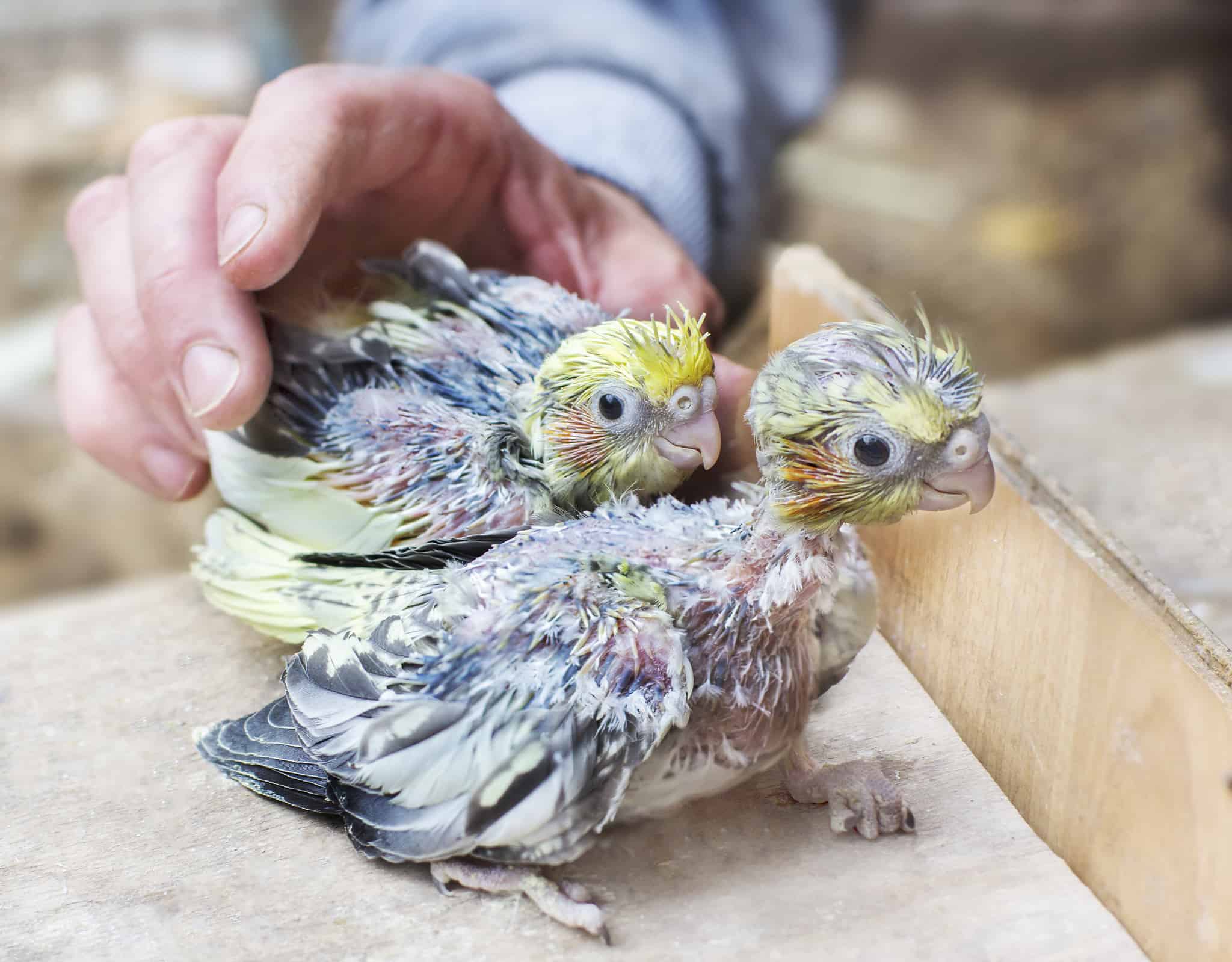Baby Cockatiel Chick: 9 Pictures and 9 Incredible Facts - A-Z Animals