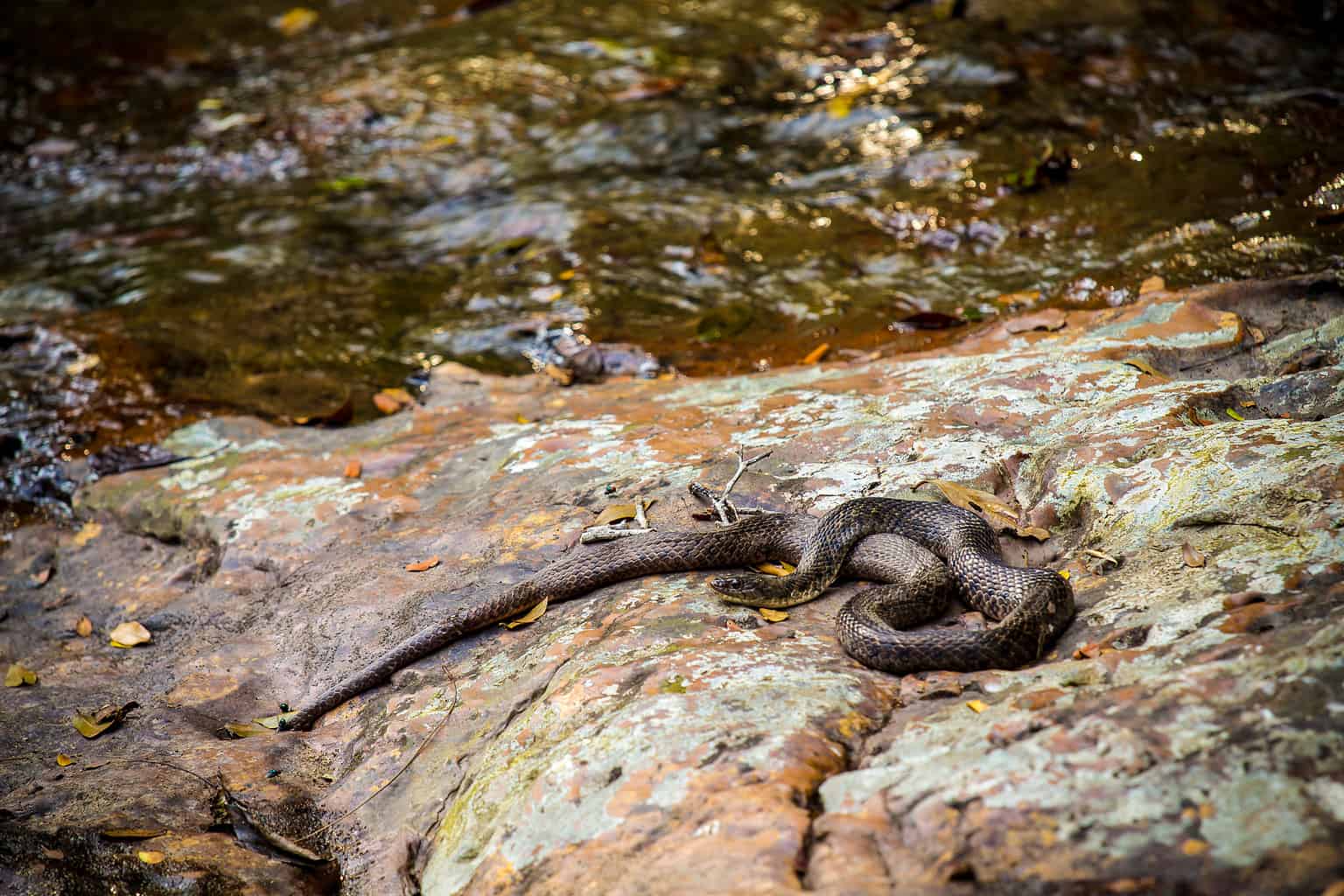 Meet the 13 Snakes of California's Merced River - A-Z Animals