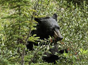 Discover Why Bears Attack Little Bear Cubs - A-Z Animals
