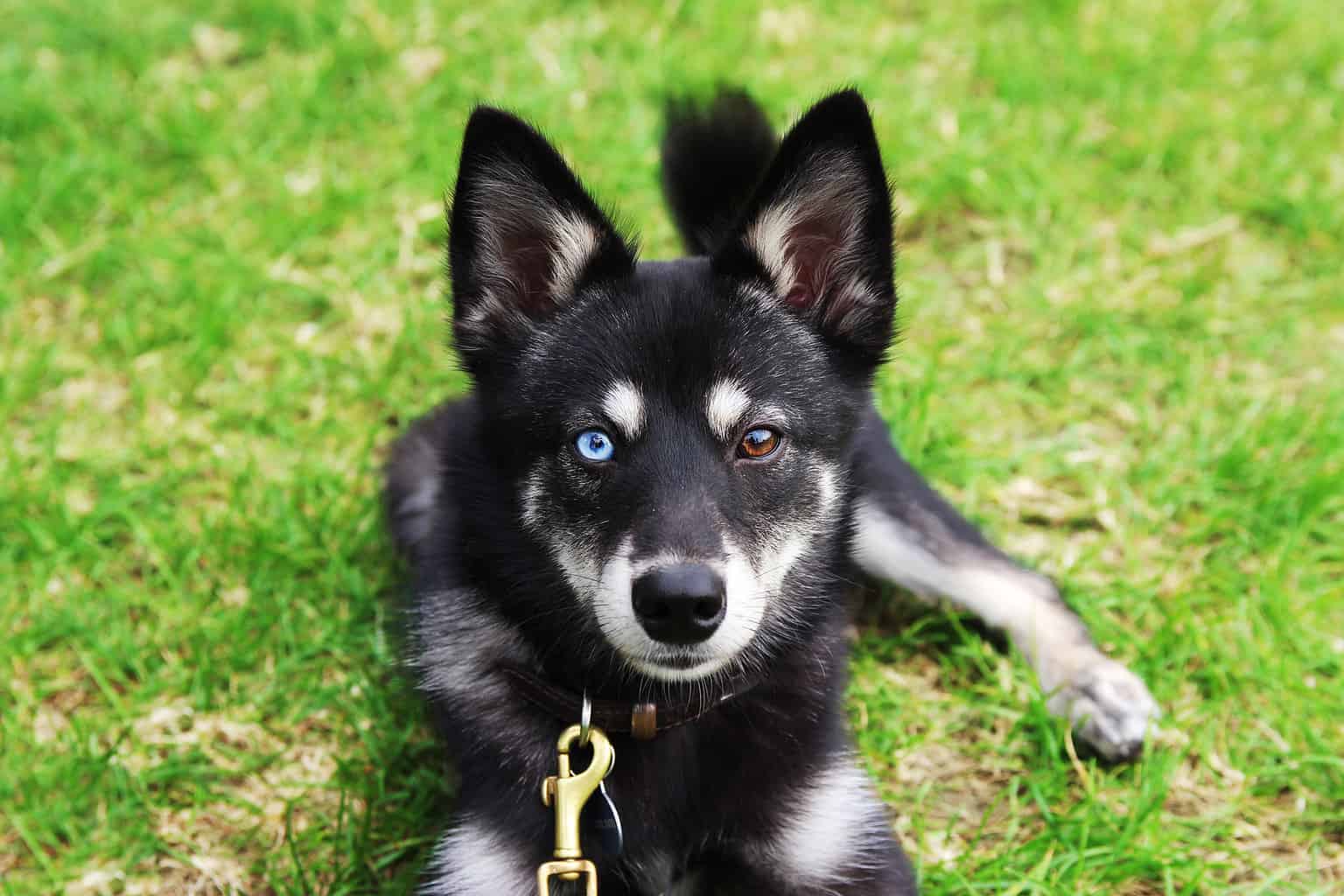 25 Dogs That Look Like Huskies - A-Z Animals