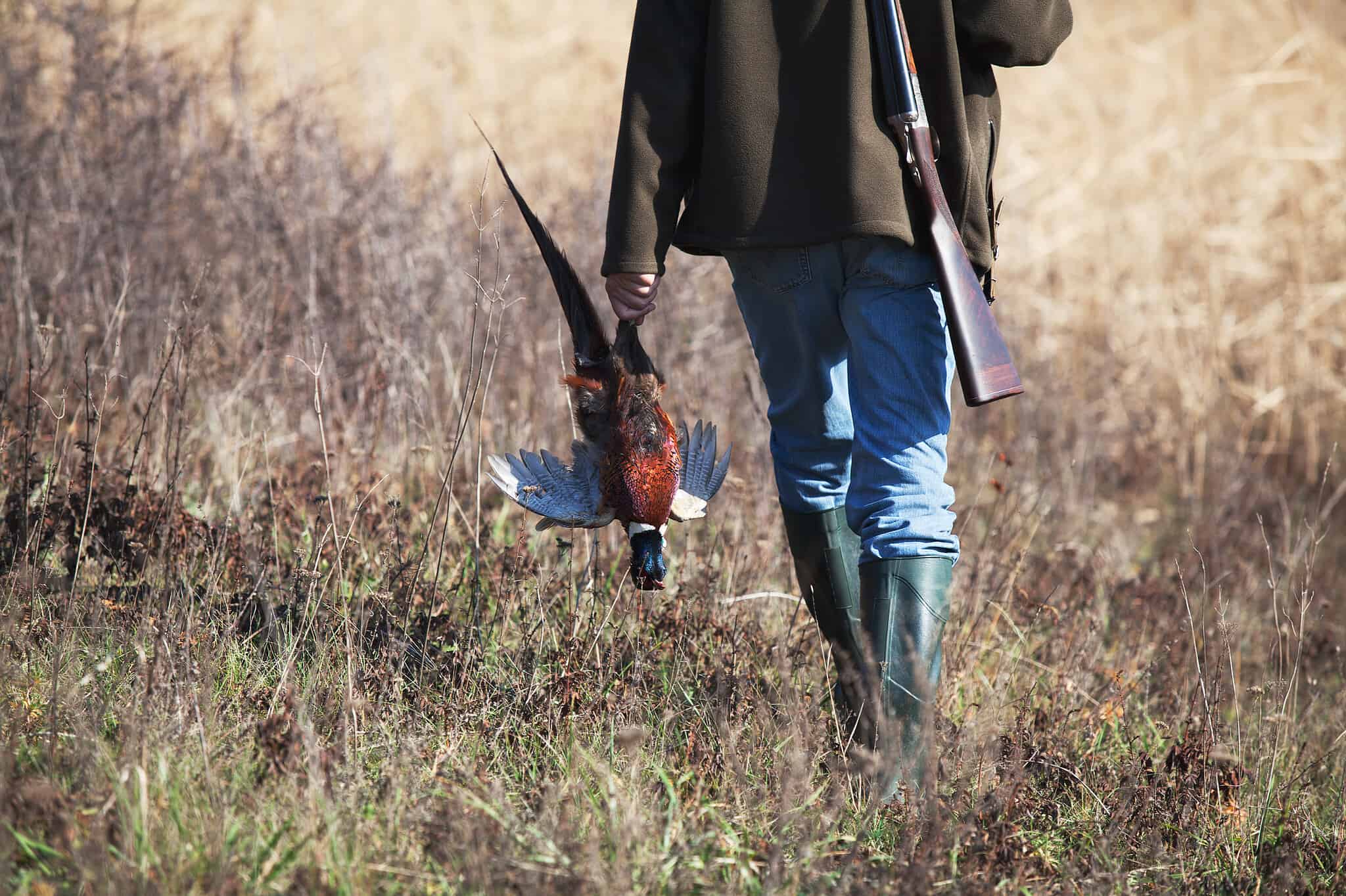 The 20 States With the Absolute Best Pheasant Hunting in 2024 - A-Z Animals