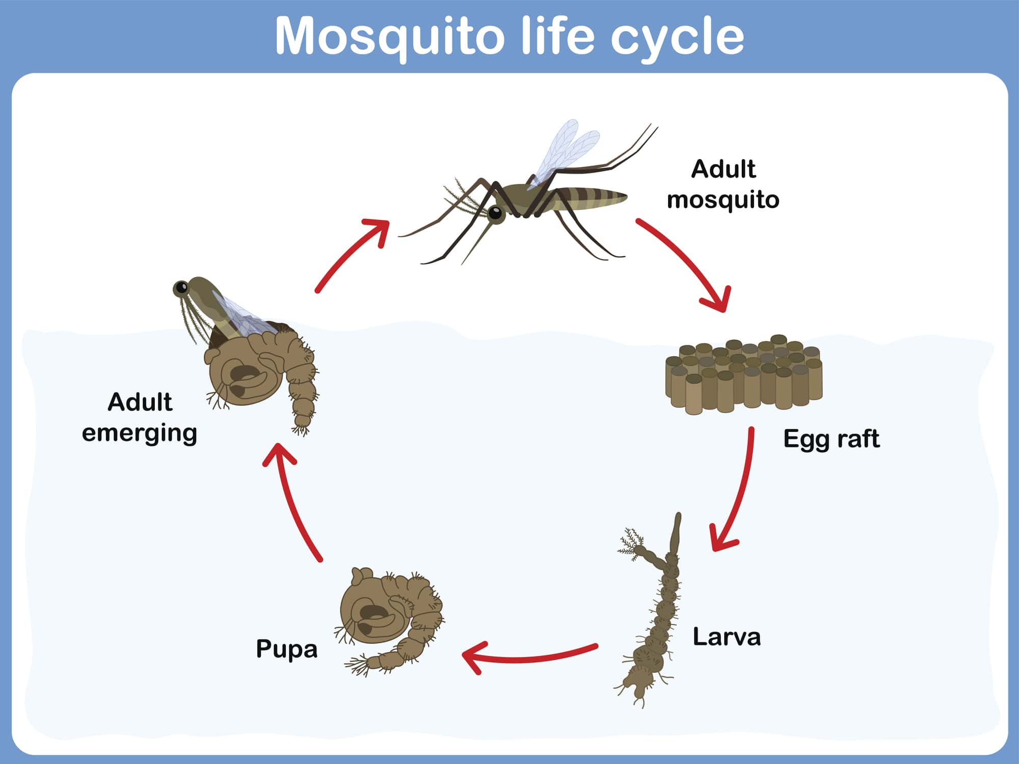 Baby Mosquito: 5 Pictures and How to Get Rid of Them - A-Z Animals