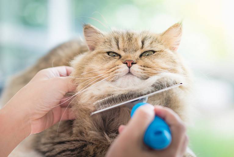 How Do Cats Actually Clean Themselves? - A-Z Animals