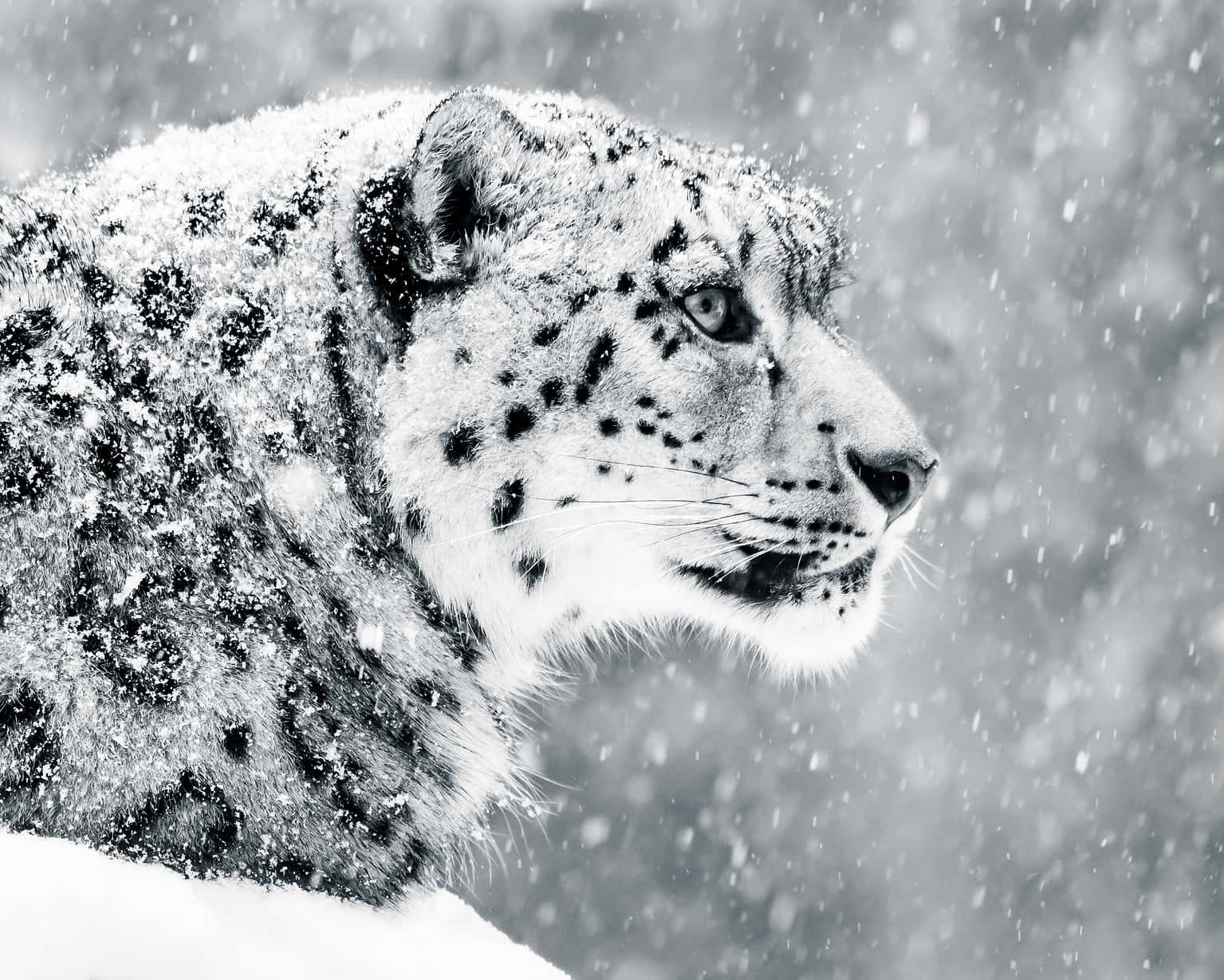 Discover 10 Animals Found In and Around China's Famous Yangtze River ...