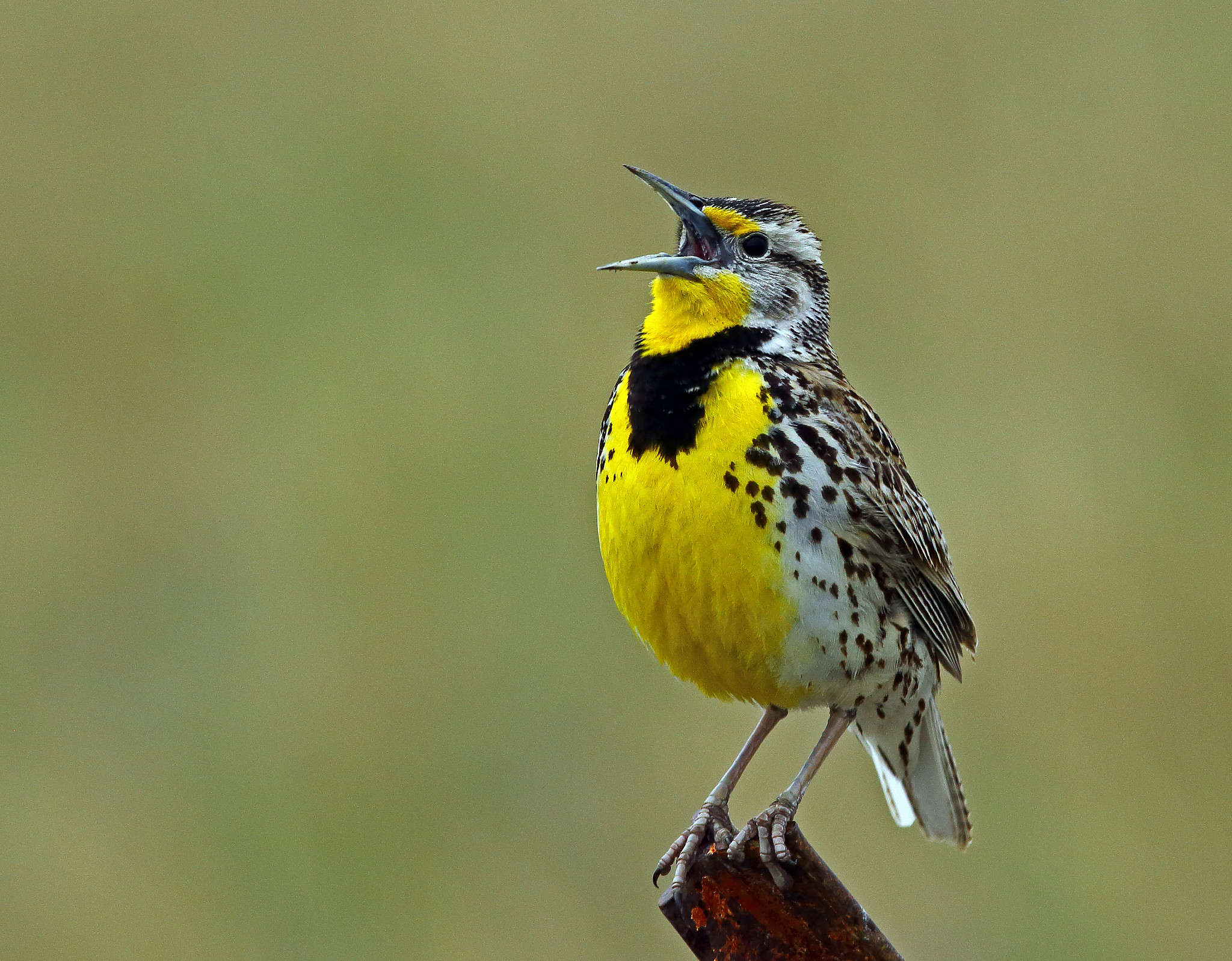 Discover the Official State Bird of Kansas - A-Z Animals