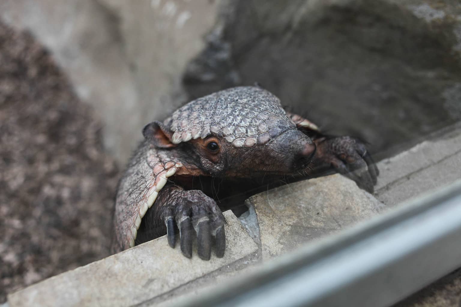 Baby Armadillo: 7 Pictures and 7 Amazing Facts - A-Z Animals