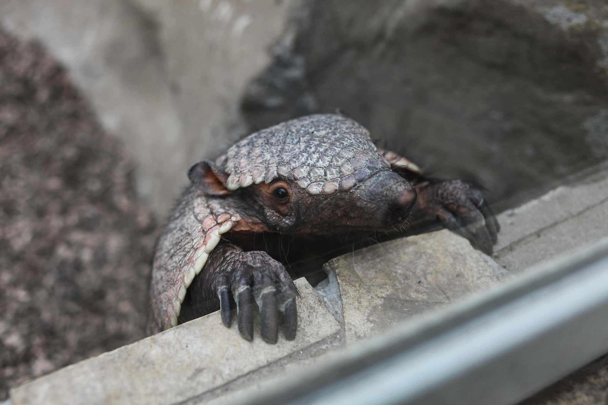 Baby Armadillo: 7 Pictures and 7 Amazing Facts - A-Z Animals