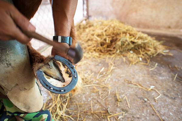 The Lowdown on Laminitis: What Causes Horses to Founder? - A-Z Animals
