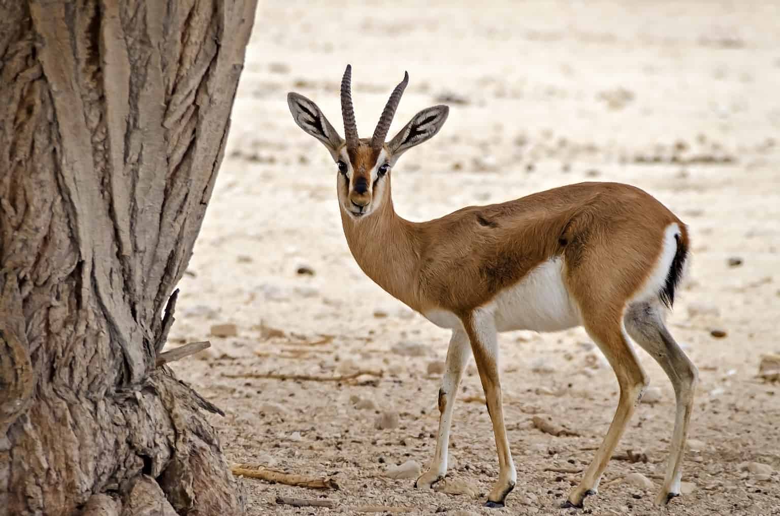 Discover 25 Animals That Call the Sahara Desert Their Home - A-Z Animals